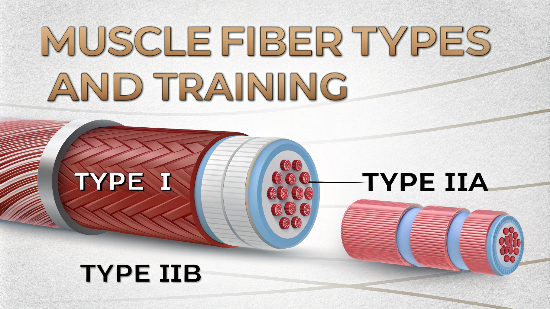 Muscle Fiber Types and Training - ModYourBod.com